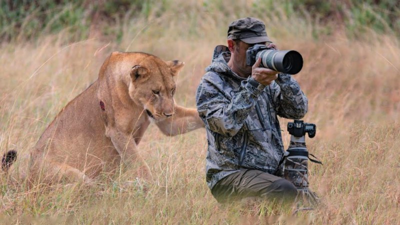 Lion Asks Photographer For Help - Wait Until You Find Out Why - ReadBakery
