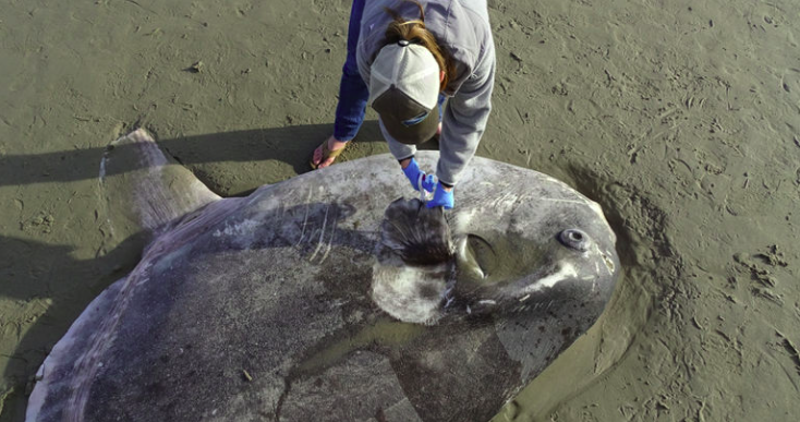 Scientists Struggle To Explain The Massive Creature That Washed Up On A ...