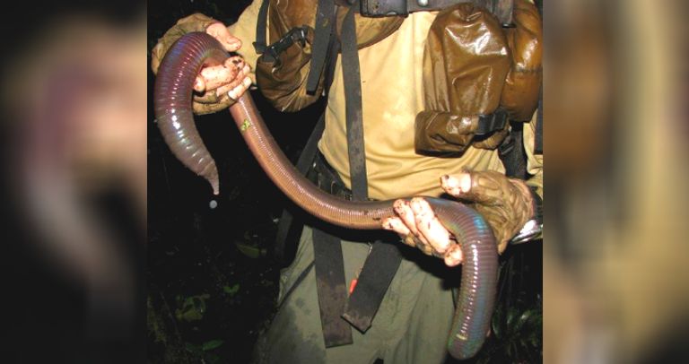Giant Earthworms Are Real And Anyone Could Be Living On Top Of Them ...