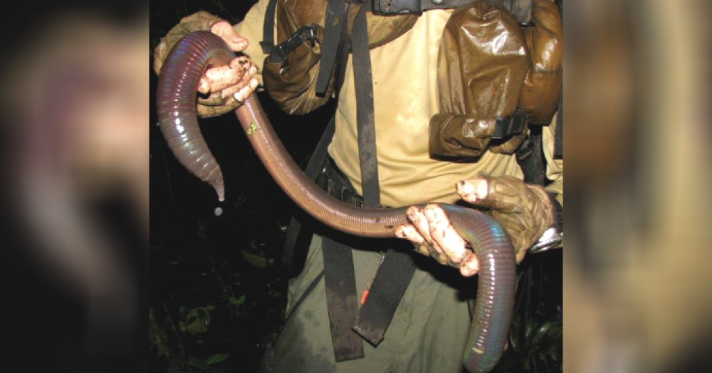 Giant Earthworms Are Real And Anyone Could Be Living On Top Of Them ...