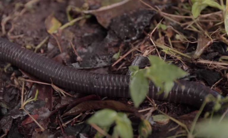 Giant Earthworms Are Real And Anyone Could Be Living On Top Of Them ...
